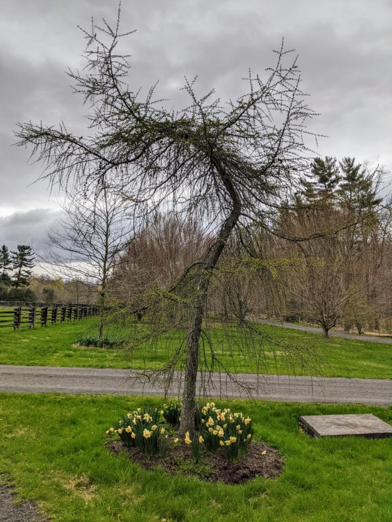 Trees in Early Spring - The Martha Stewart Blog
