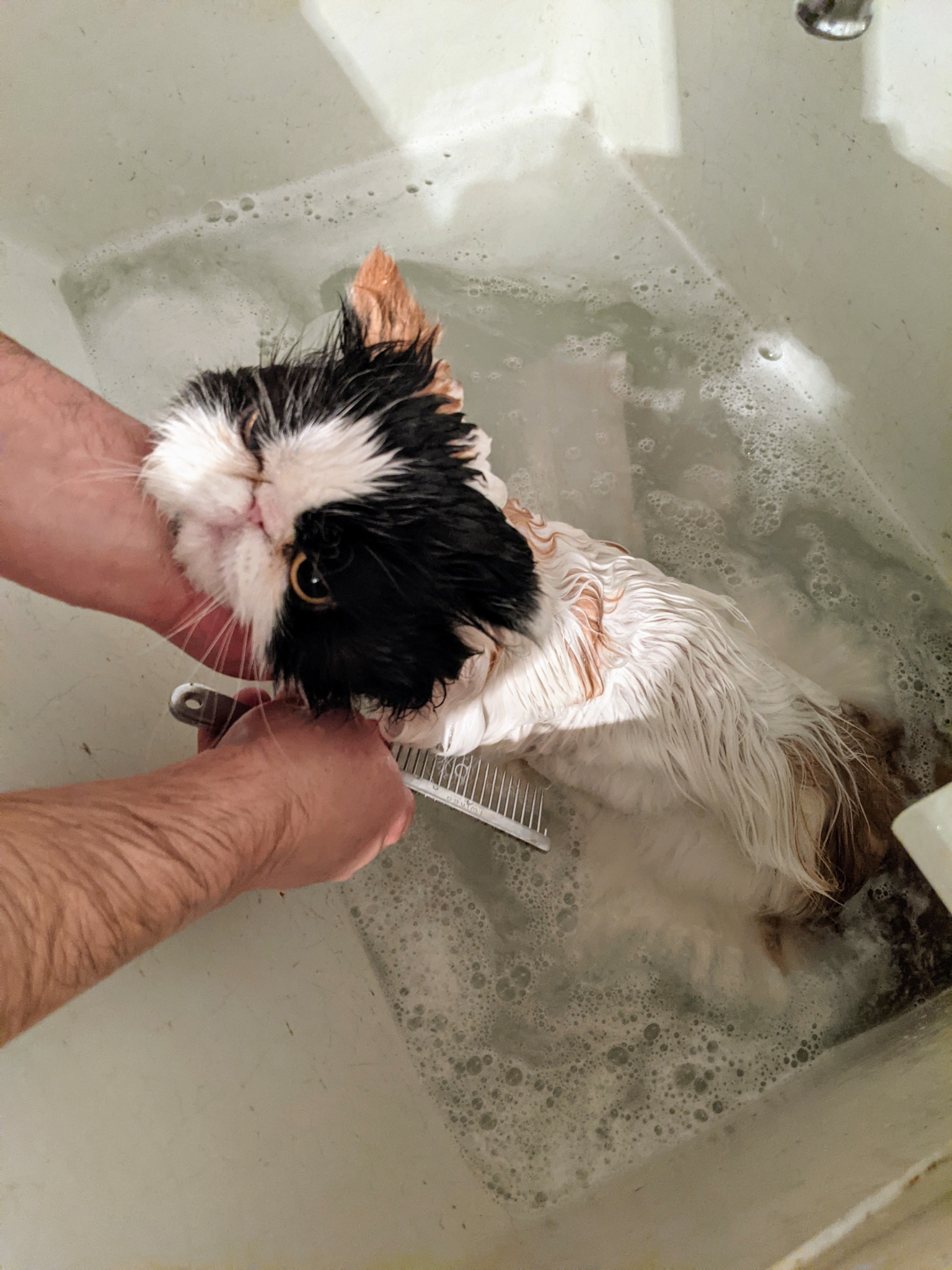 The Martha Stewart Blog : Blog Archive Bathing Cats and My Pretty ...