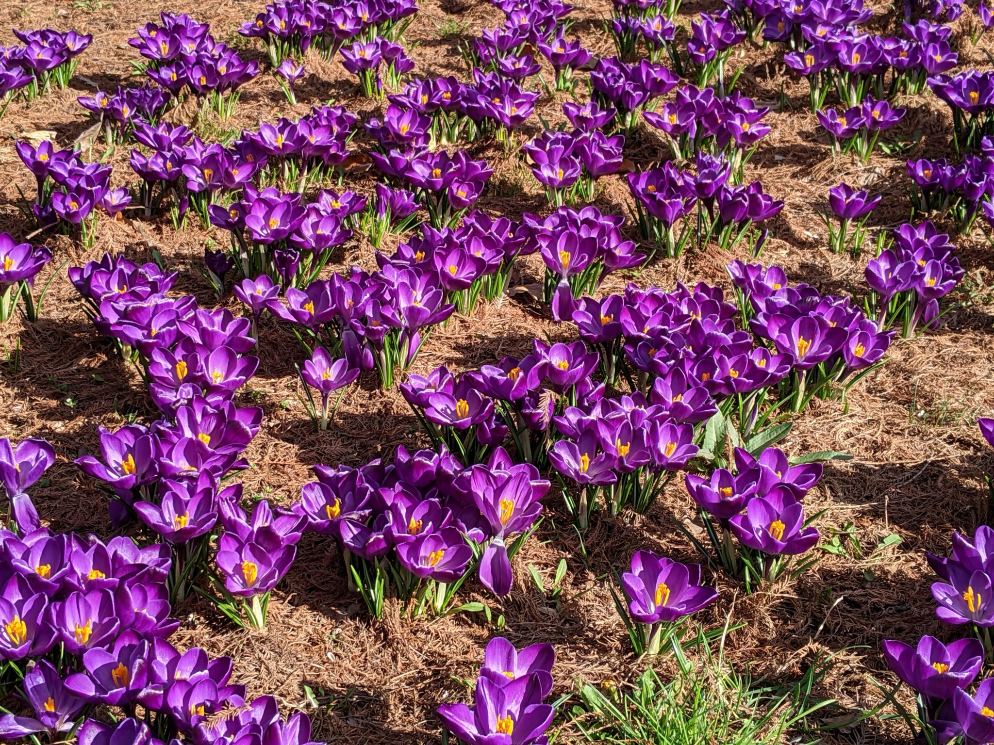 Beautiful Spring Color Around the Farm - The Martha Stewart Blog