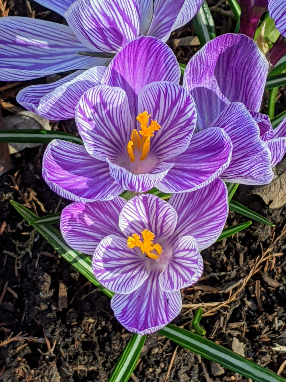 Beautiful Spring Color Around the Farm - The Martha Stewart Blog