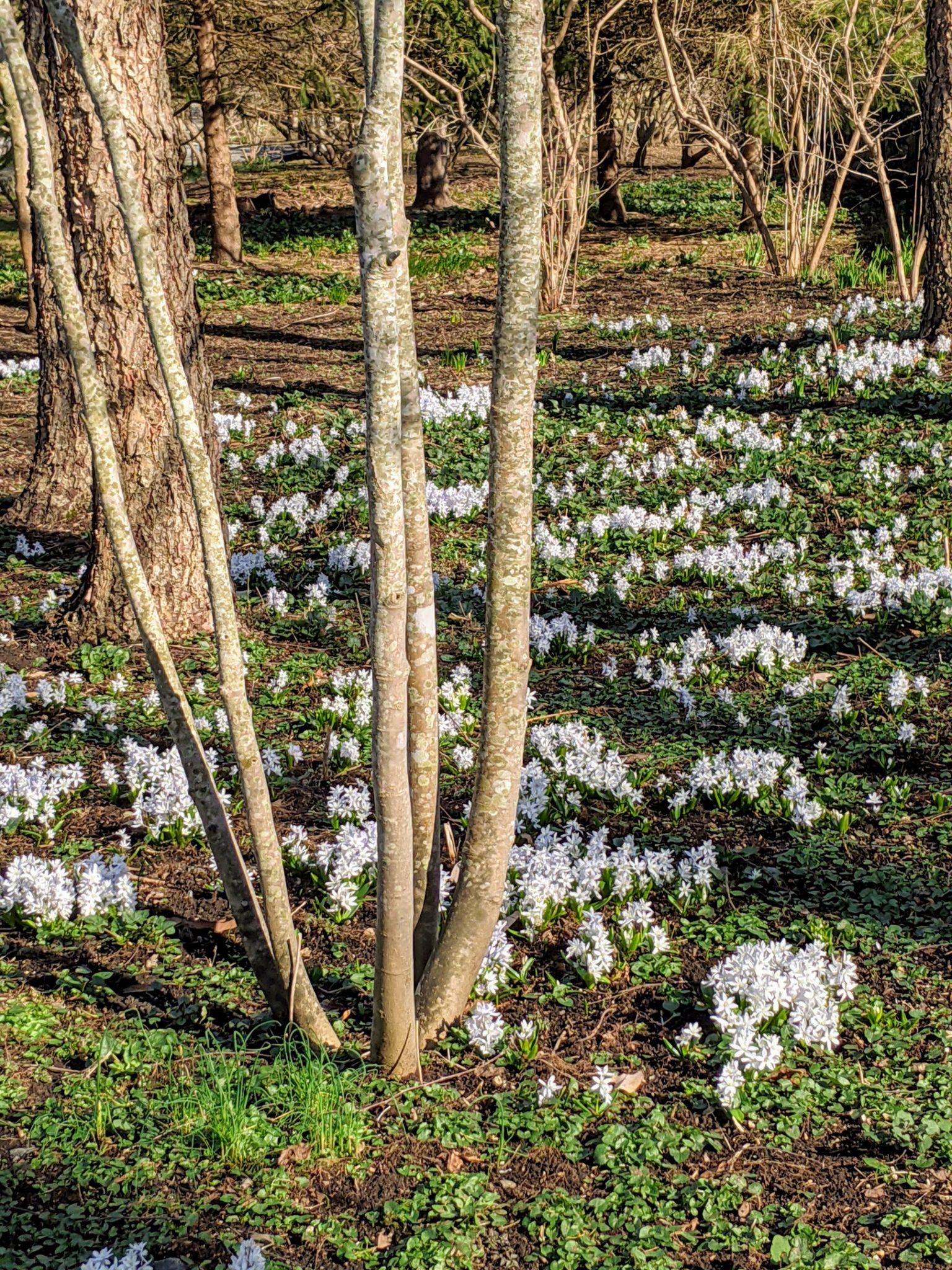 Beautiful Spring Color Around the Farm - The Martha Stewart Blog