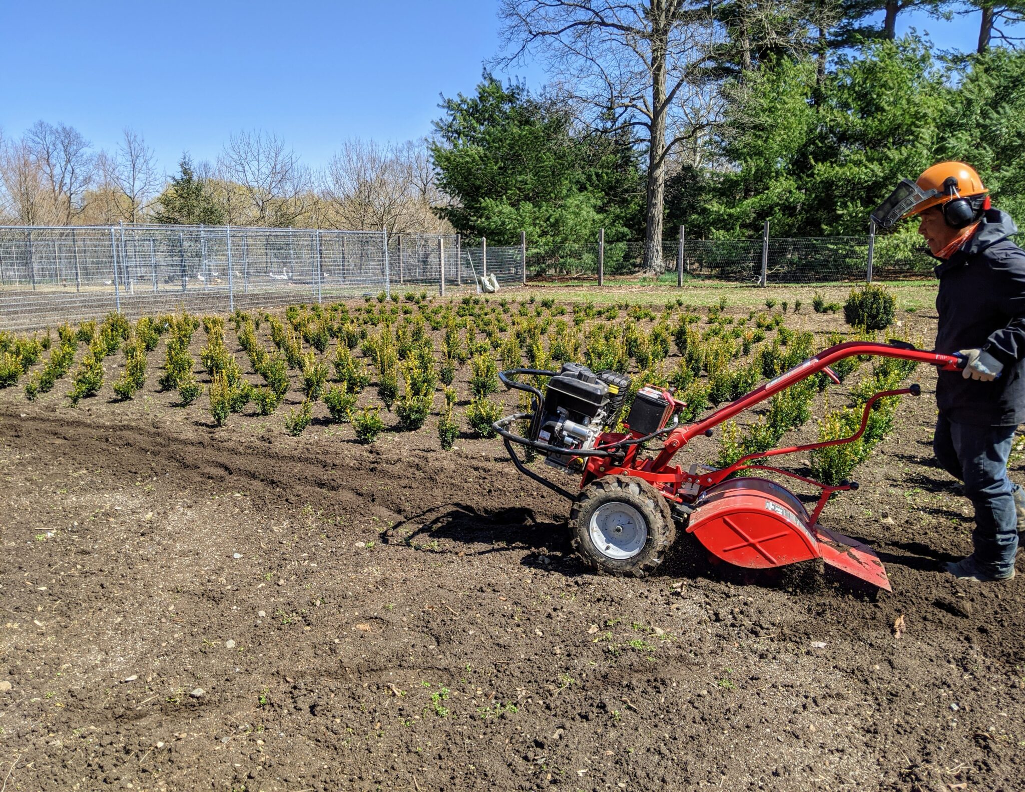 Rototilling the Vegetable Garden for Planting - The Martha Stewart Blog