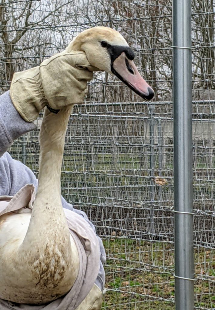 Helping a Wounded Mute Swan - The Martha Stewart Blog