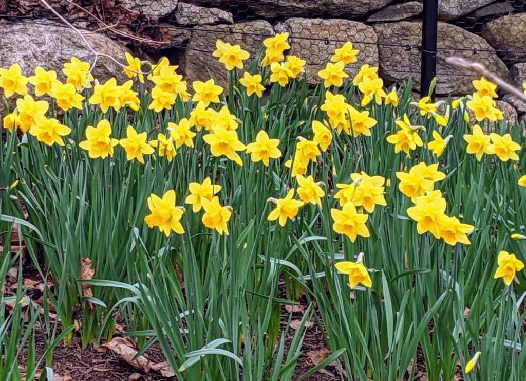 Beautiful Spring Color Around the Farm - The Martha Stewart Blog