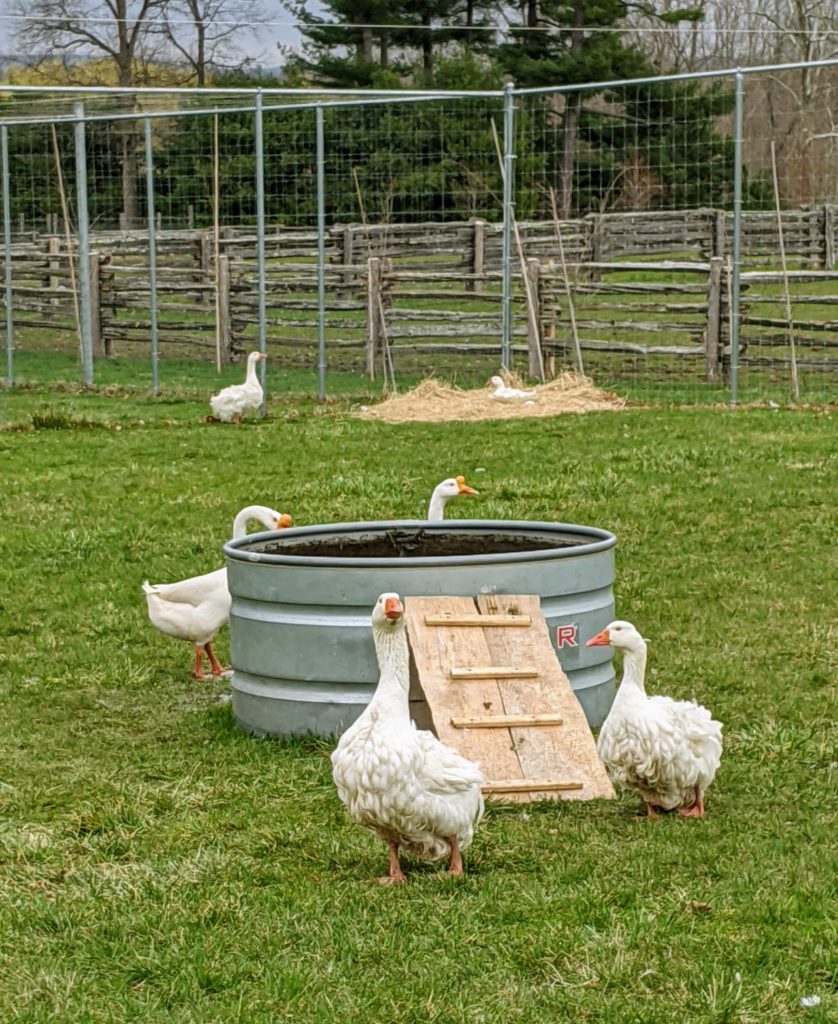 A New Yard for My Geese - The Martha Stewart Blog