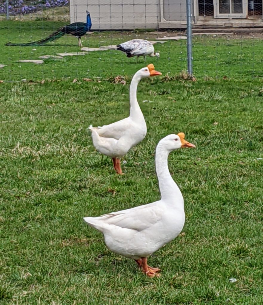 A New Yard for My Geese - The Martha Stewart Blog