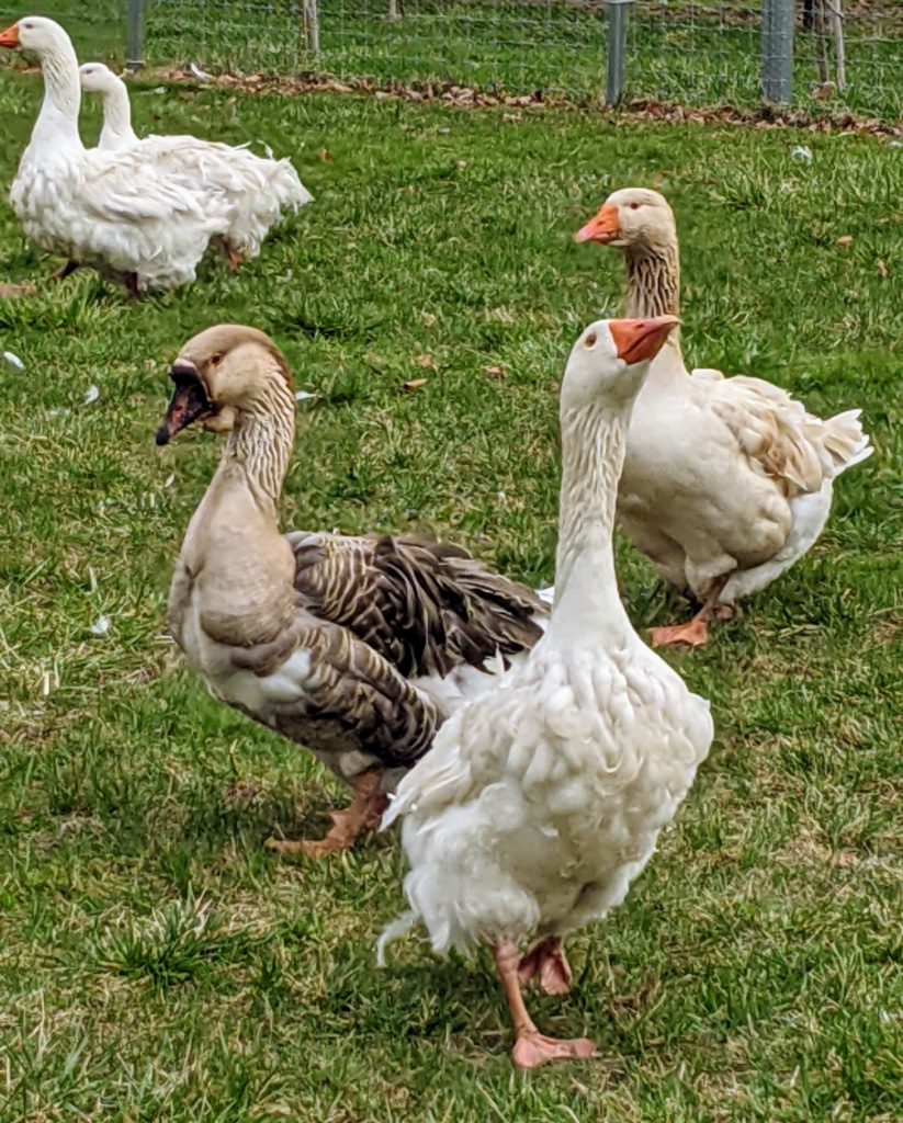 A New Yard for My Geese - The Martha Stewart Blog