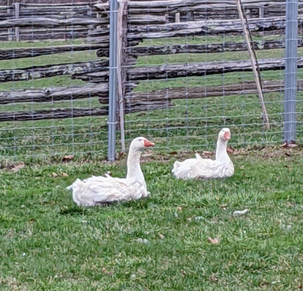 A New Yard for My Geese - The Martha Stewart Blog
