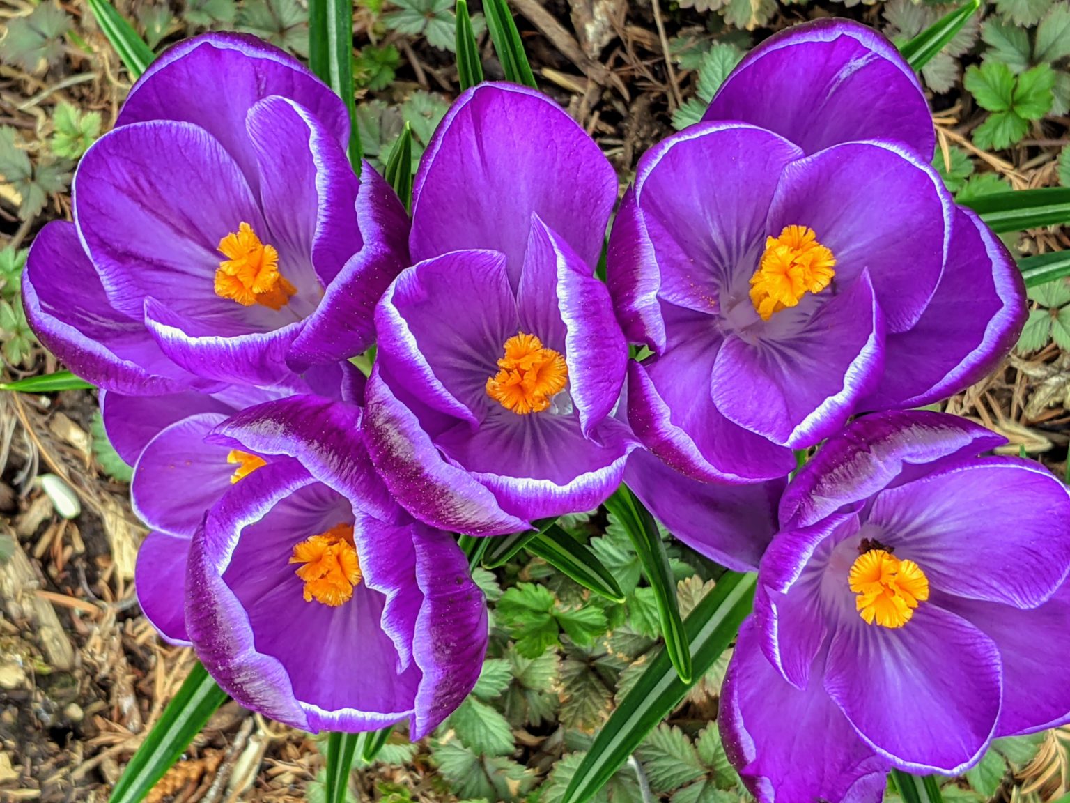 Beautiful Spring Color Around the Farm - The Martha Stewart Blog