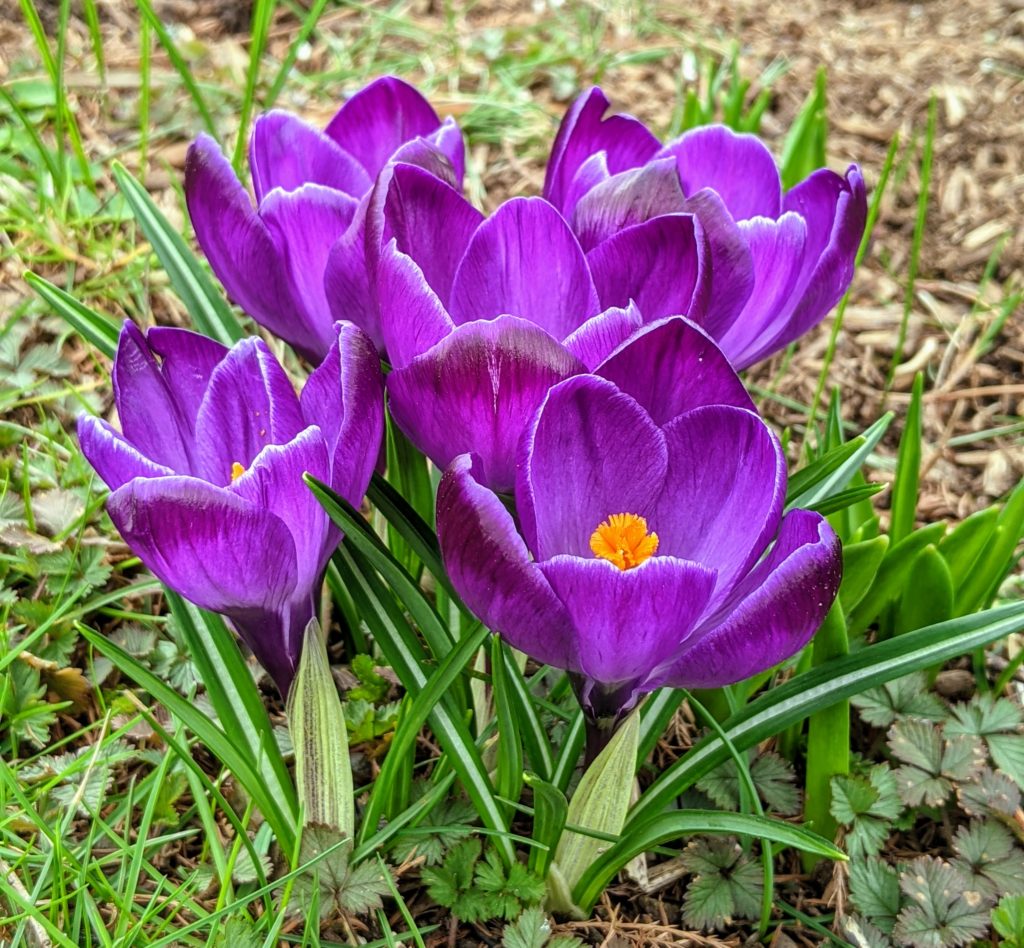 Beautiful Spring Color Around the Farm - The Martha Stewart Blog