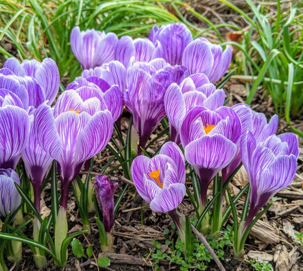 Beautiful Spring Color Around the Farm - The Martha Stewart Blog