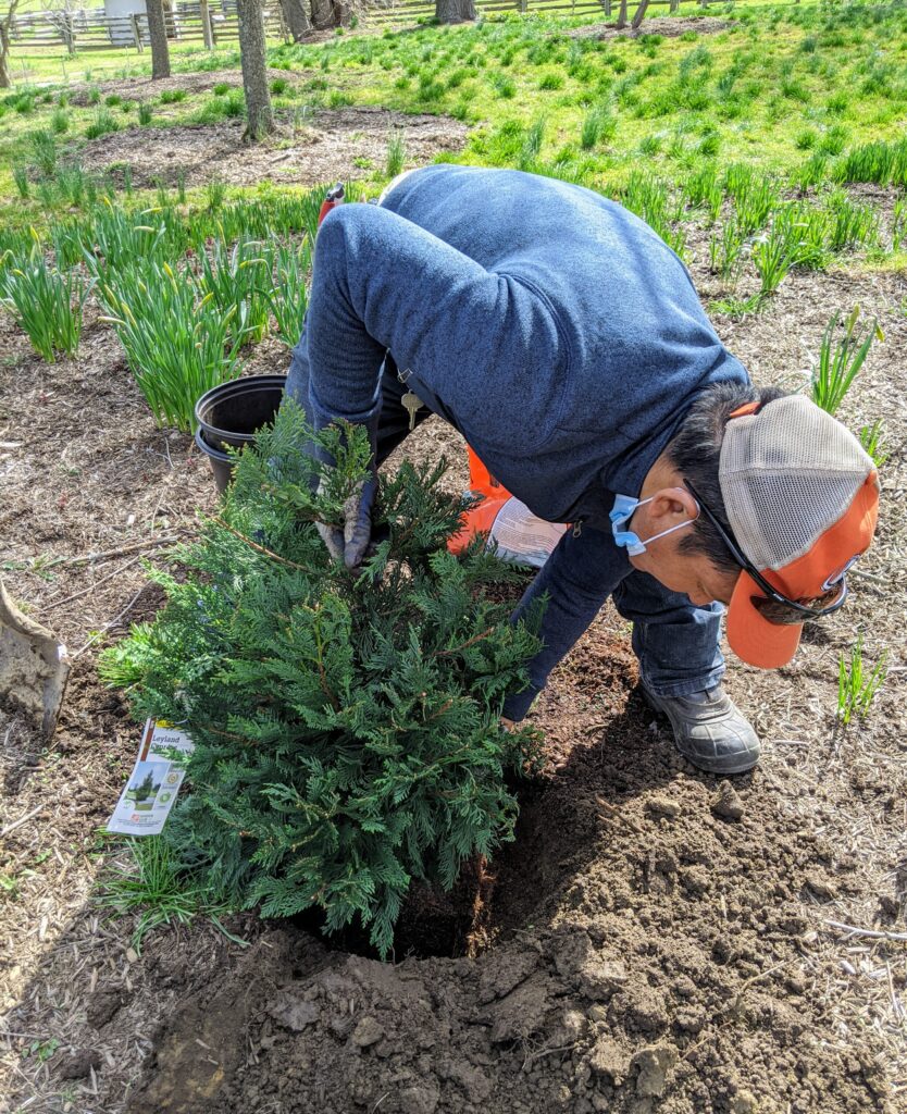 Planting Shrubs and Trees - The Martha Stewart Blog
