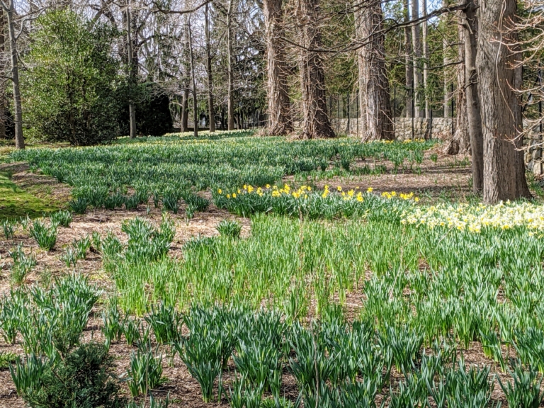 The Martha Stewart Blog : Blog Archive Daffodils Blooming at My Farm ...