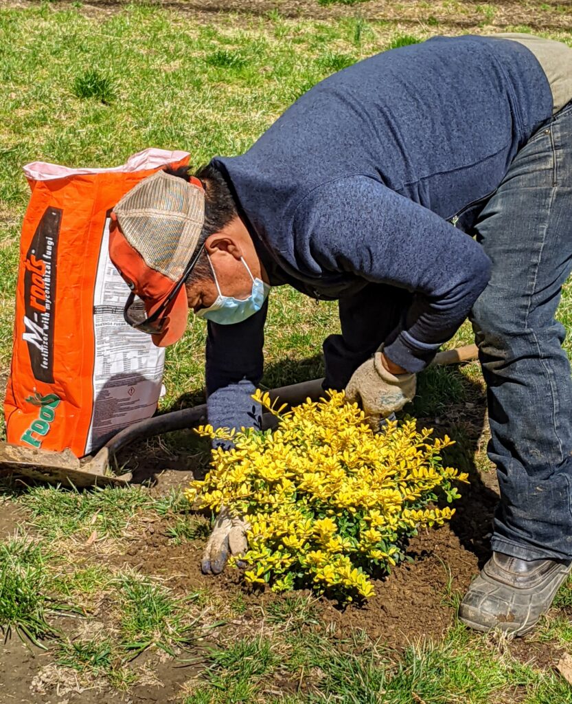 Planting Shrubs and Trees - The Martha Stewart Blog