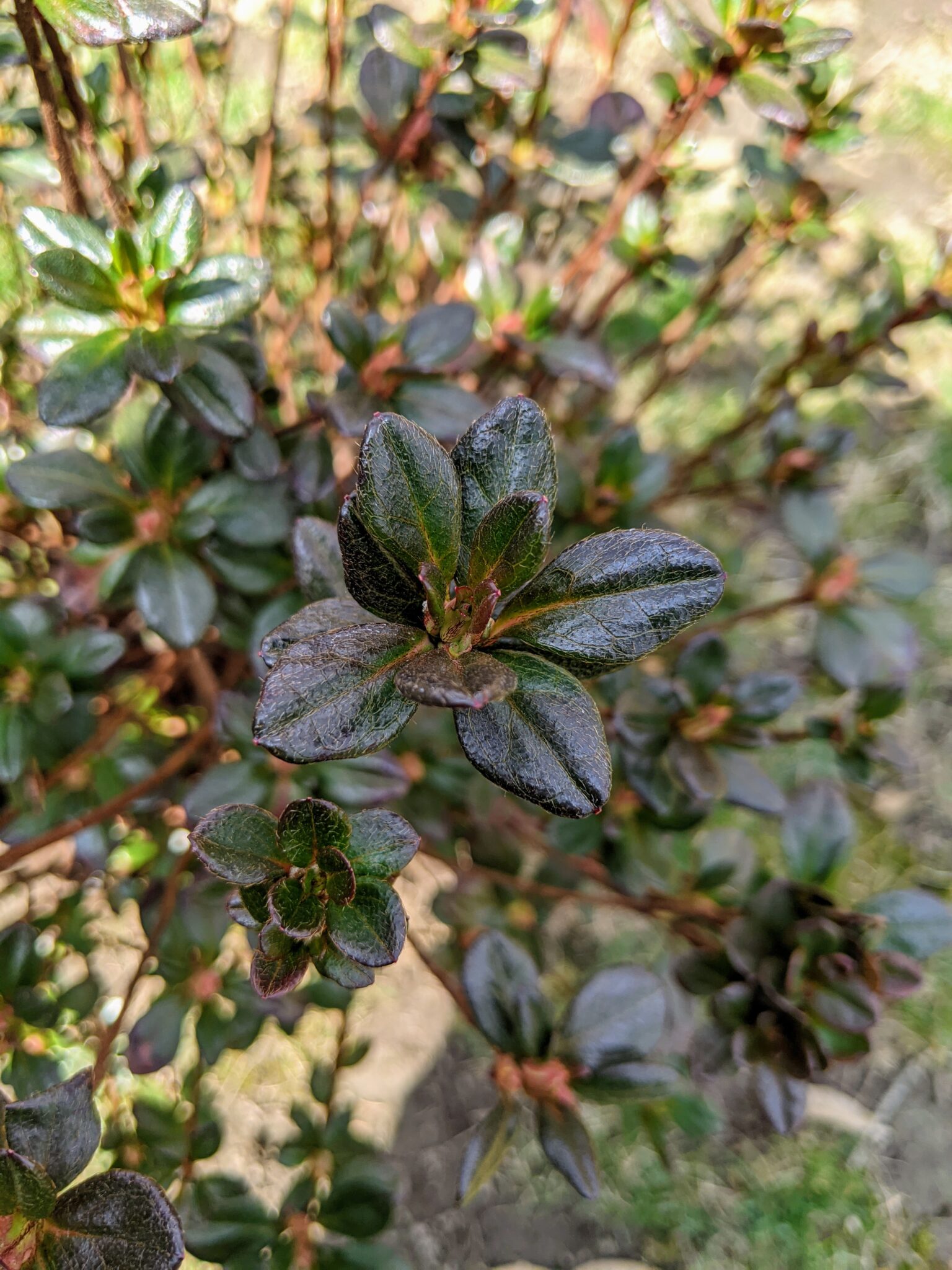 Planting Azaleas - The Martha Stewart Blog