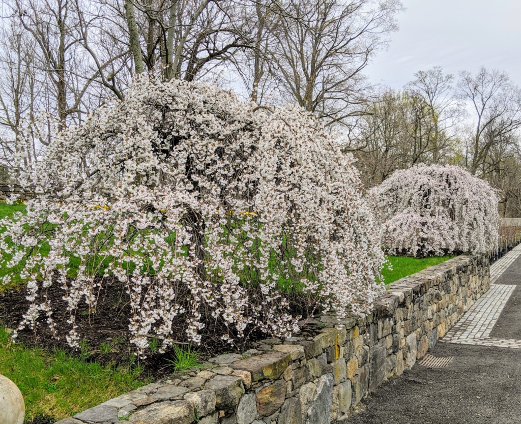 Mid-April Spring Emergence - The Martha Stewart Blog