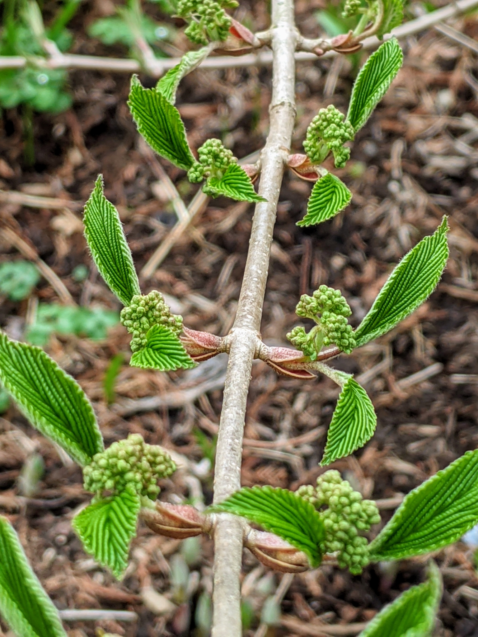 Mid-April Spring Emergence - The Martha Stewart Blog