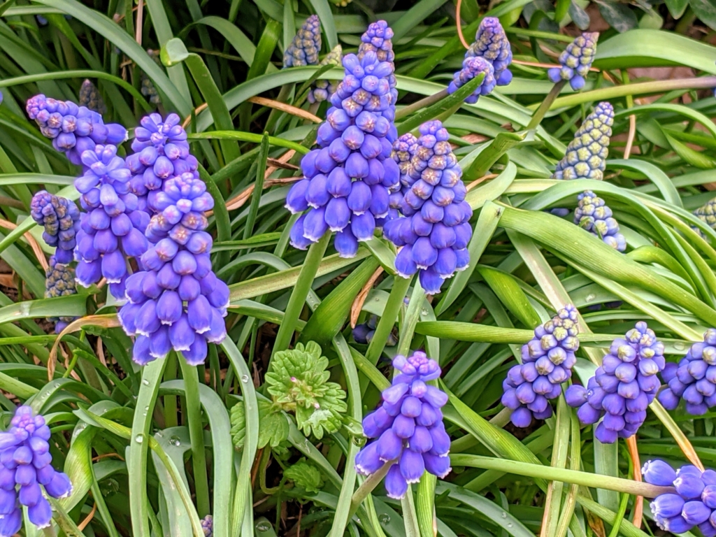Mid-April Spring Emergence - The Martha Stewart Blog