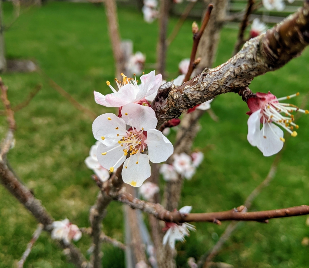 Mid-April Spring Emergence - The Martha Stewart Blog