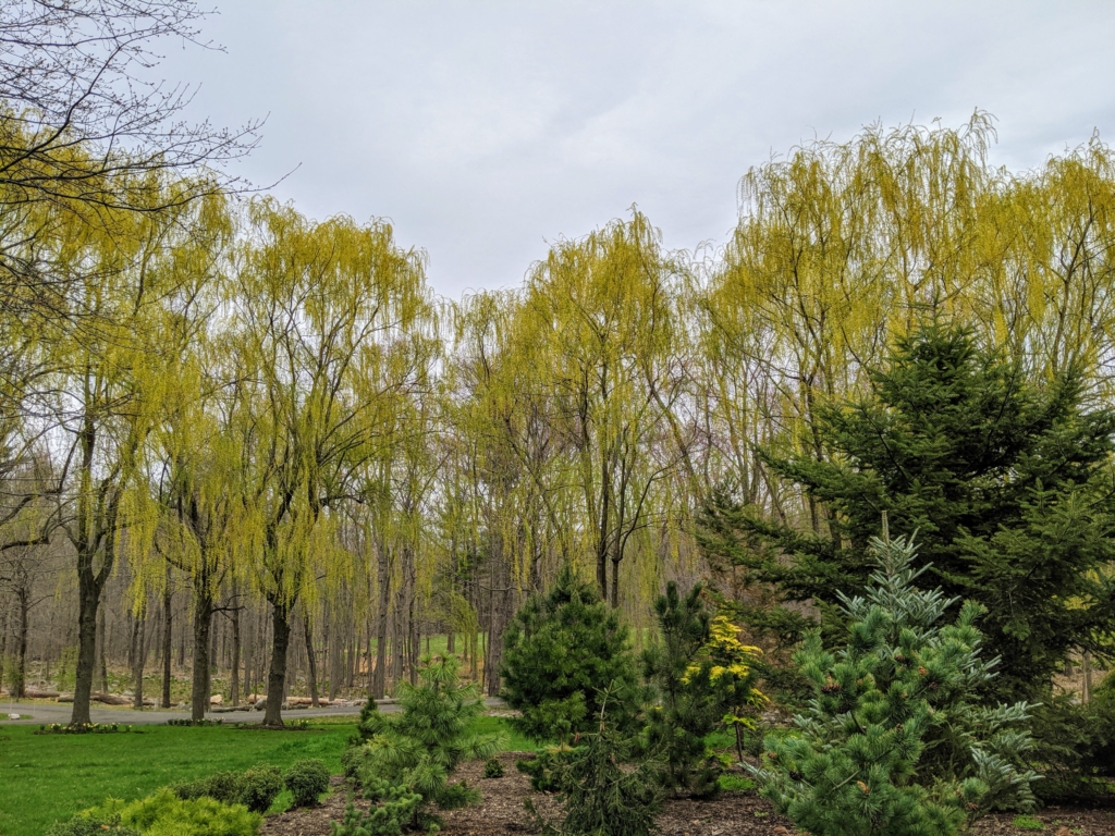 Trees in Early Spring - The Martha Stewart Blog