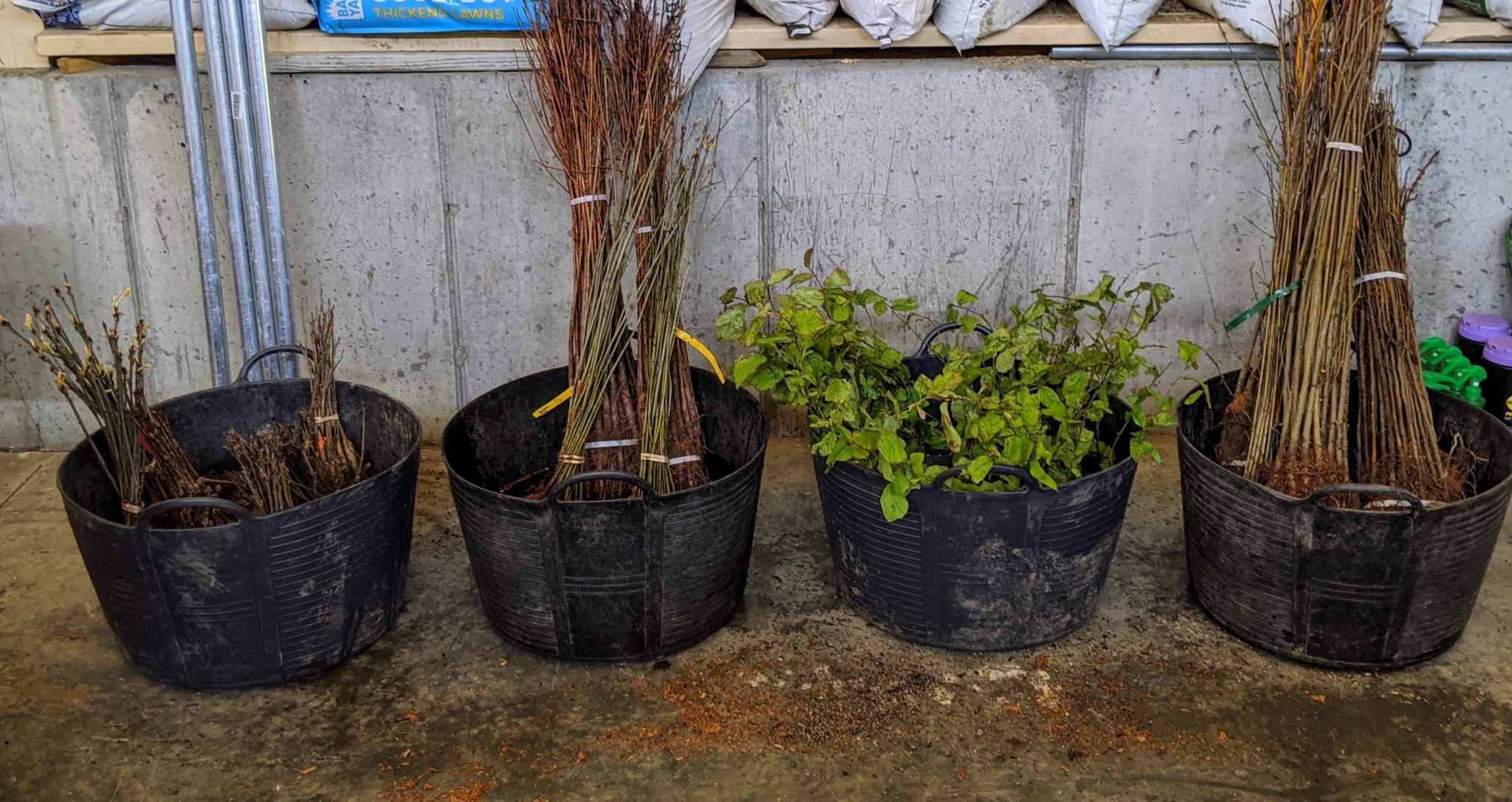 Potting Hundreds of Trees - The Martha Stewart Blog