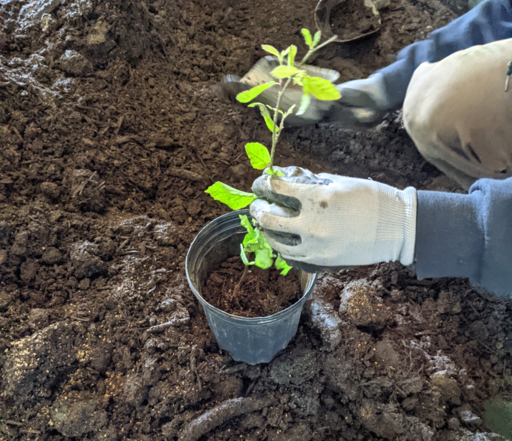 Potting Hundreds of Trees - The Martha Stewart Blog