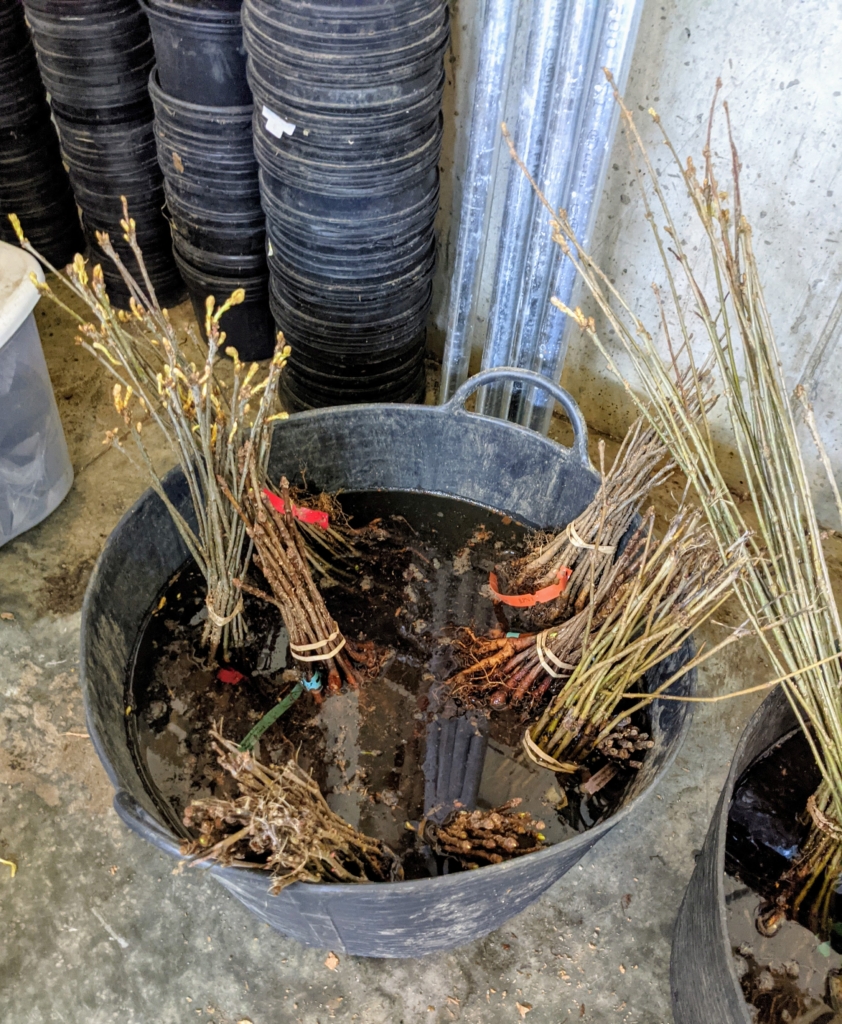 Potting Hundreds of Trees - The Martha Stewart Blog