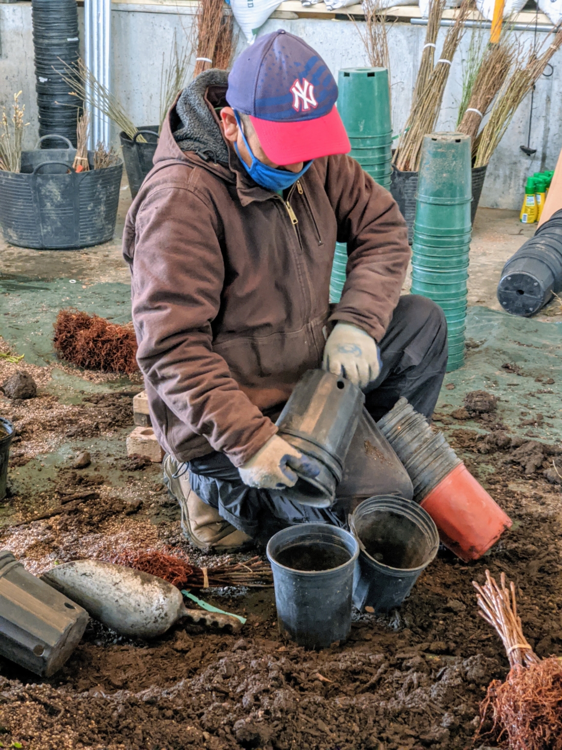 Potting Hundreds of Trees - The Martha Stewart Blog