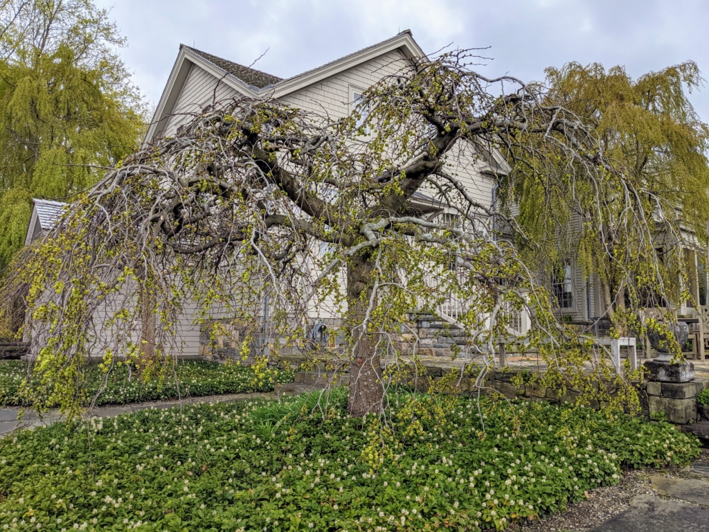 Trees in Early Spring - The Martha Stewart Blog