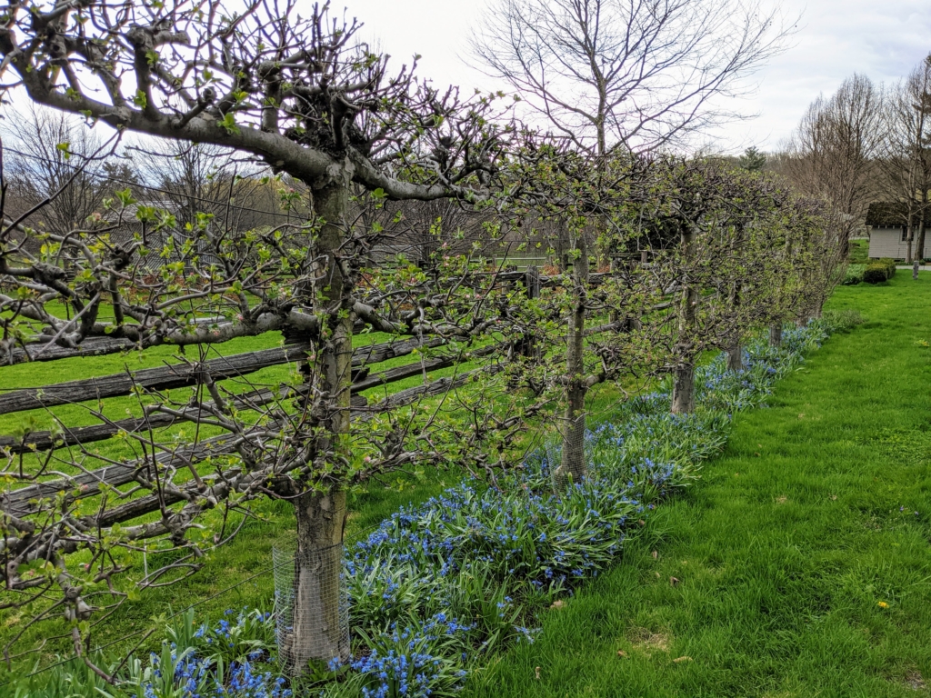 Trees in Early Spring - The Martha Stewart Blog
