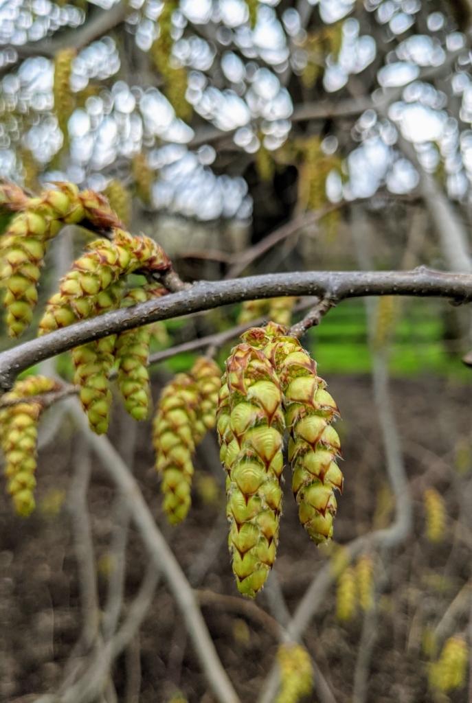 Trees in Early Spring - The Martha Stewart Blog