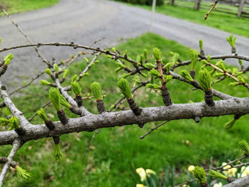 Trees in Early Spring - The Martha Stewart Blog