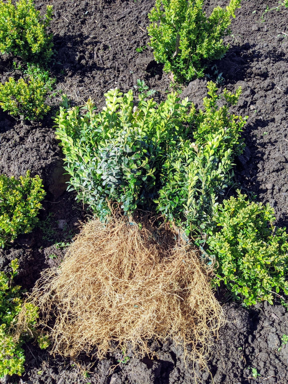 Planting Hundreds of Boxwood Seedlings - The Martha Stewart Blog