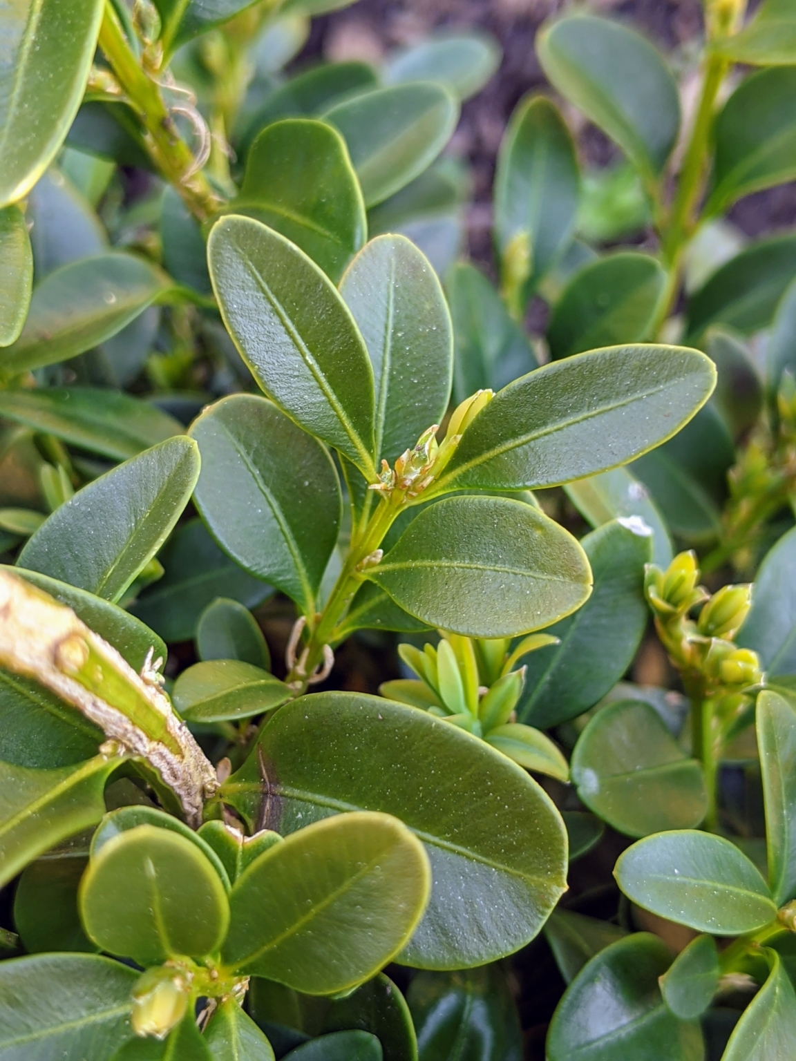 Planting Hundreds of Boxwood Seedlings - The Martha Stewart Blog
