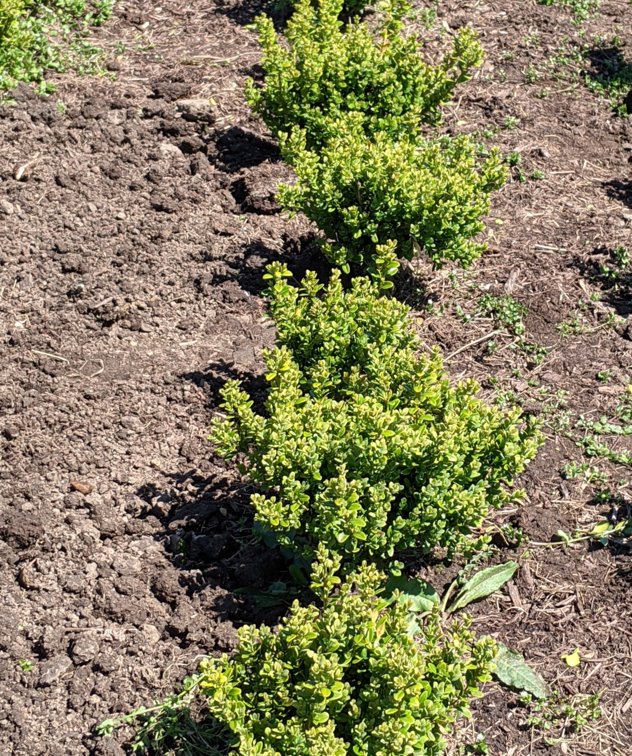 Planting Hundreds of Boxwood Seedlings - The Martha Stewart Blog
