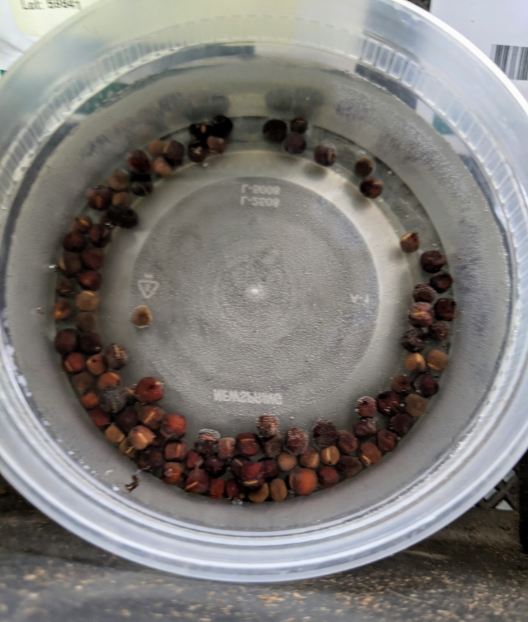 Planting Sweet Peas - The Martha Stewart Blog