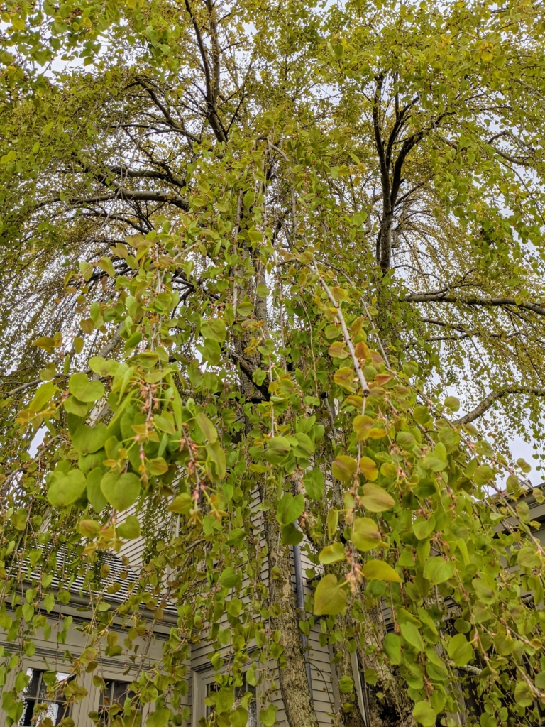 Trees in Early Spring - The Martha Stewart Blog