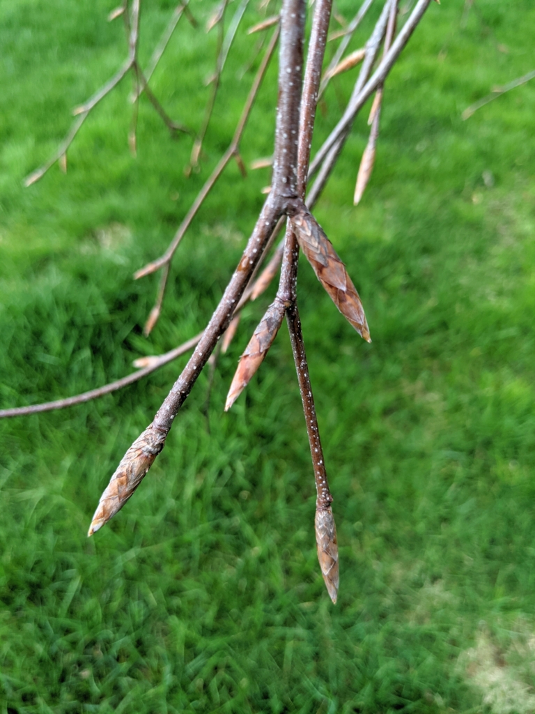 Trees in Early Spring - The Martha Stewart Blog