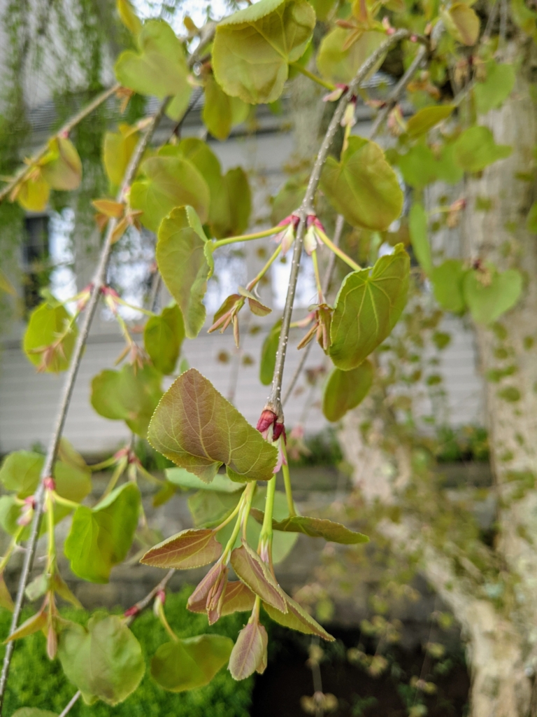 Trees in Early Spring - The Martha Stewart Blog
