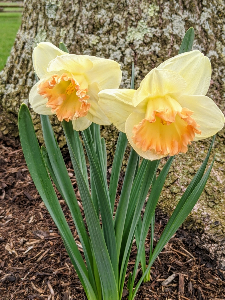 Mid-April Spring Emergence - The Martha Stewart Blog