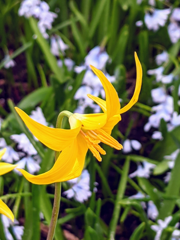 Mid-April Spring Emergence - The Martha Stewart Blog