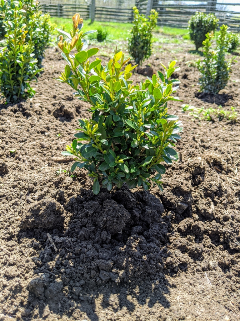 Planting Hundreds of Boxwood Seedlings - The Martha Stewart Blog