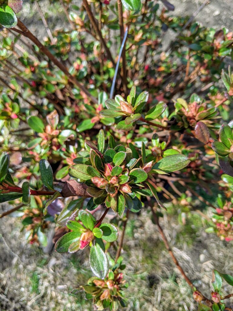 Planting Azaleas - The Martha Stewart Blog