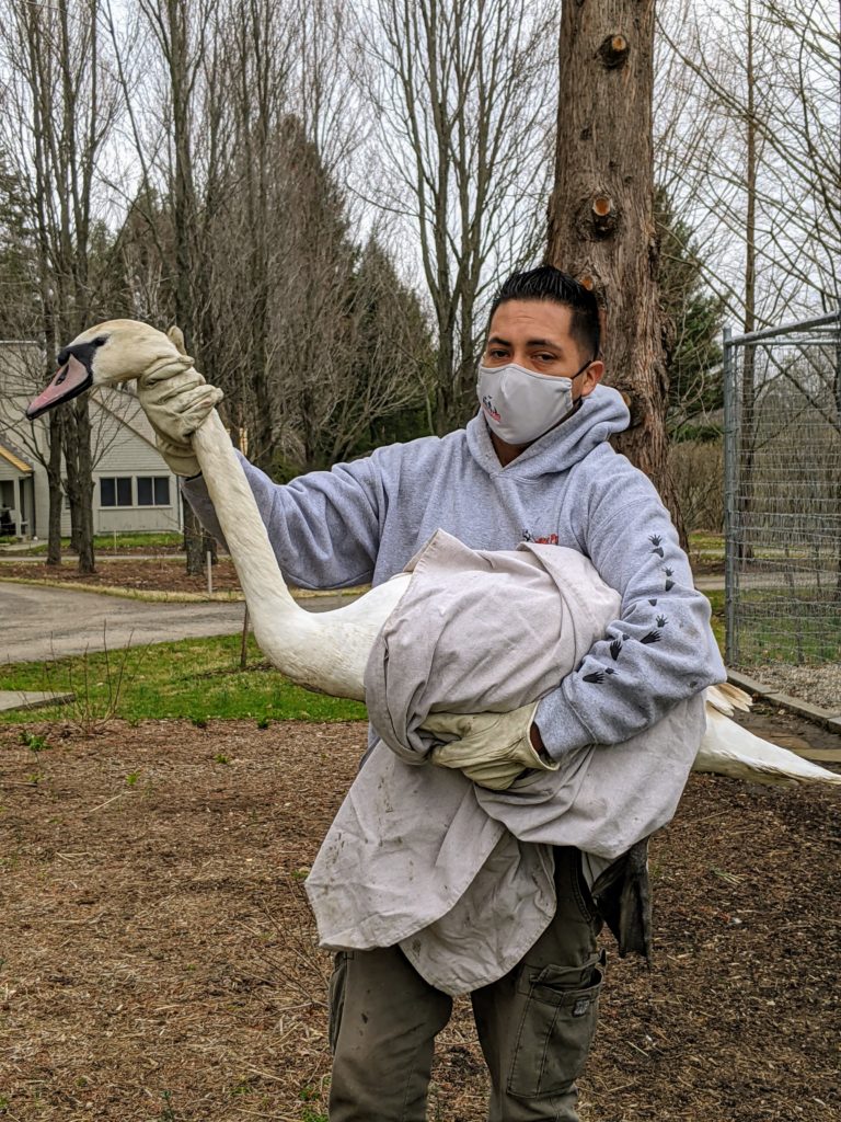 Helping a Wounded Mute Swan - The Martha Stewart Blog