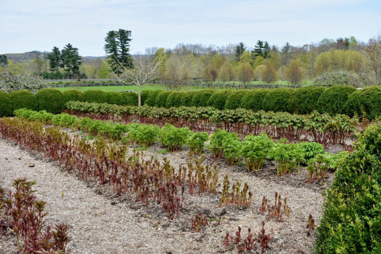 Time to Stake the Peonies - The Martha Stewart Blog