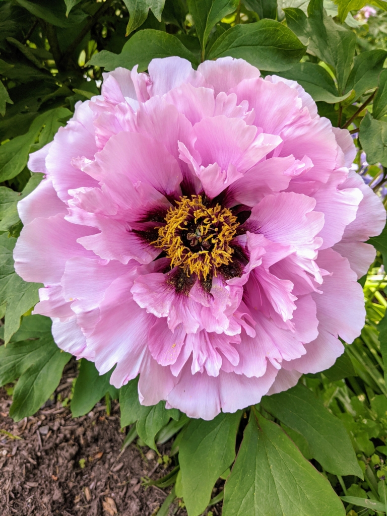 This Year's Blooming Tree Peony Garden - The Martha Stewart Blog