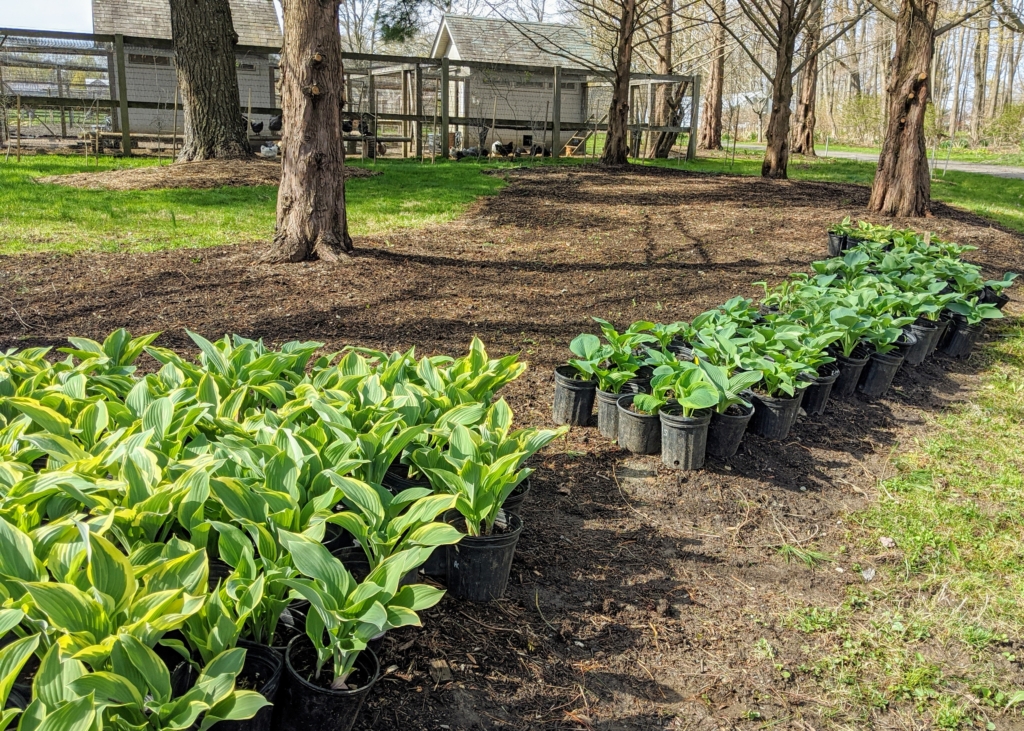 Caring for My Hosta Garden - The Martha Stewart Blog