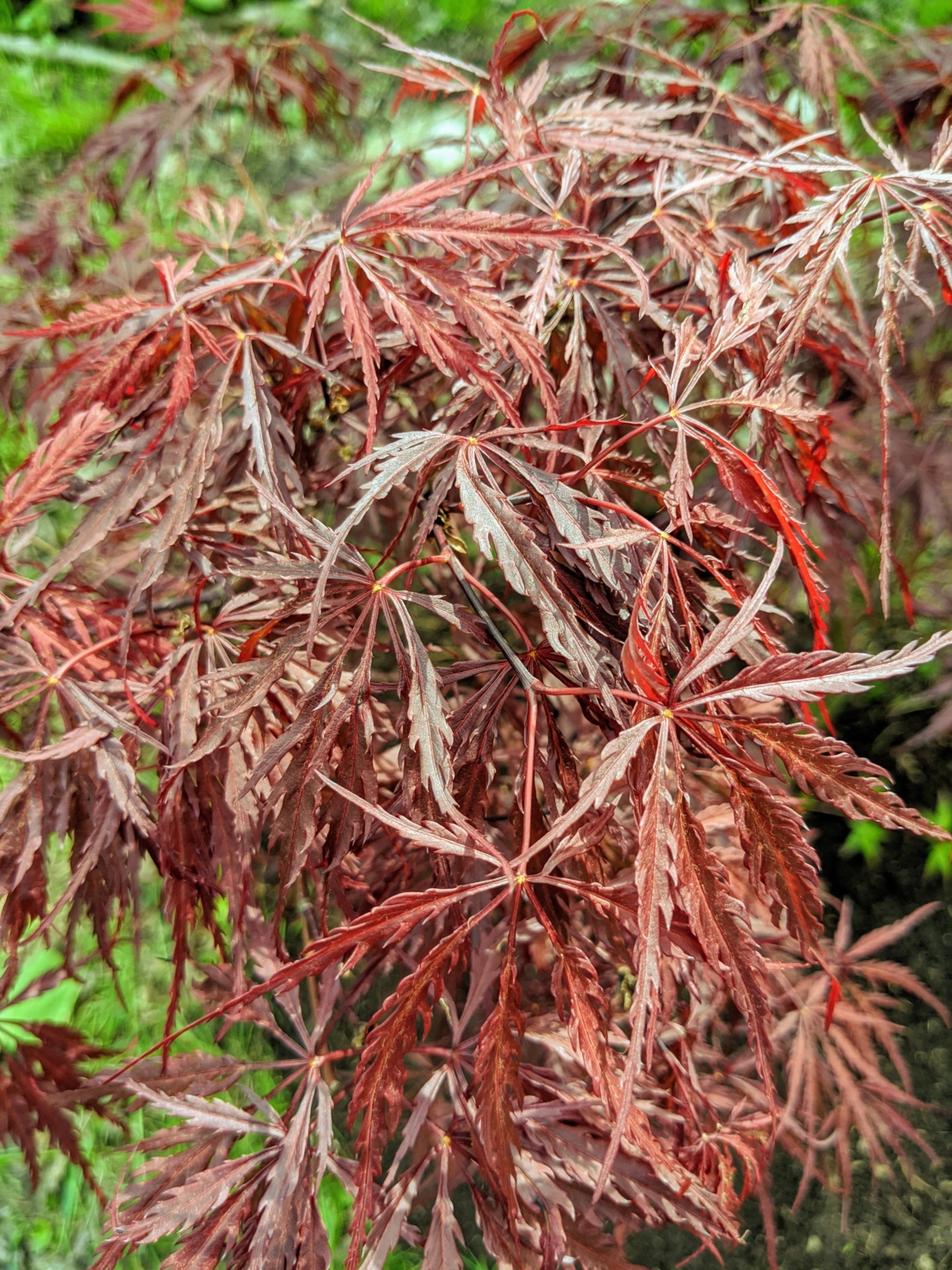 My Japanese Maples in Spring - The Martha Stewart Blog