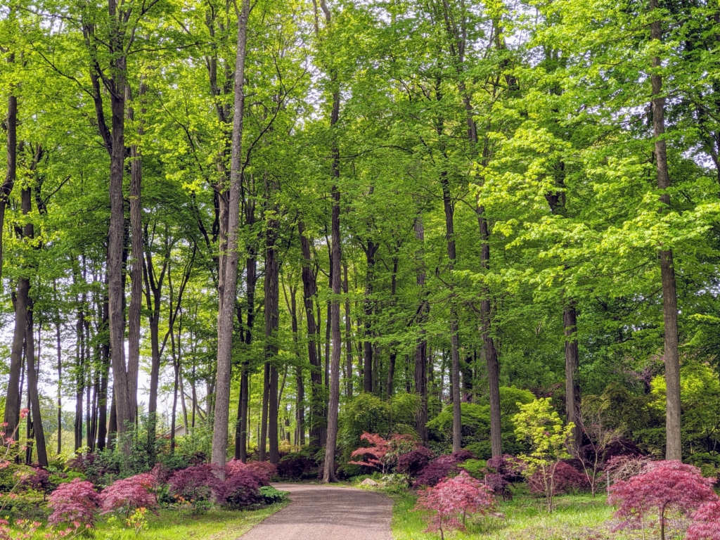 My Japanese Maples in Spring - The Martha Stewart Blog
