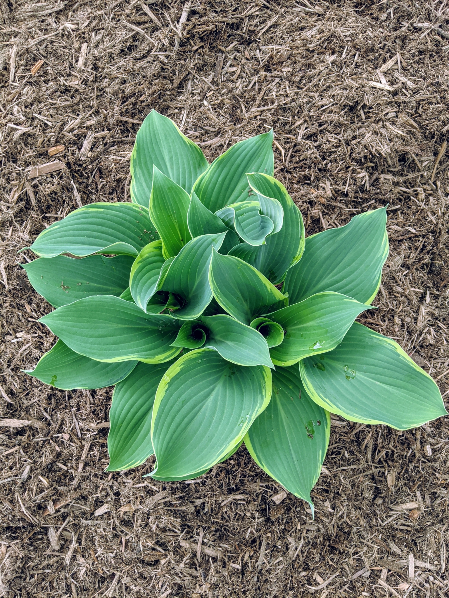 Caring for My Hosta Garden - The Martha Stewart Blog